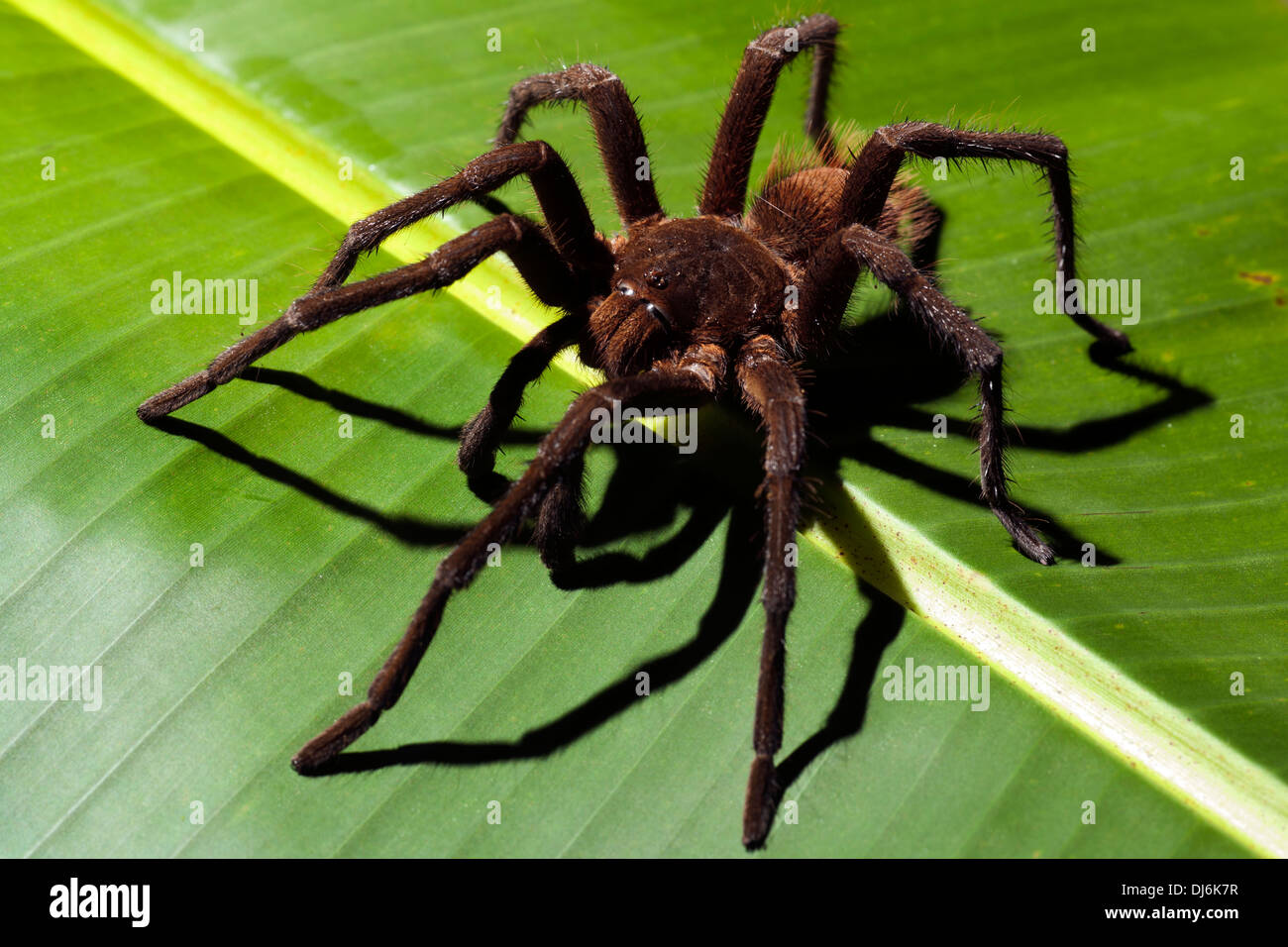 Tarantula Species - La Laguna del Lagarto Lodge - Boca Tapada, San ...