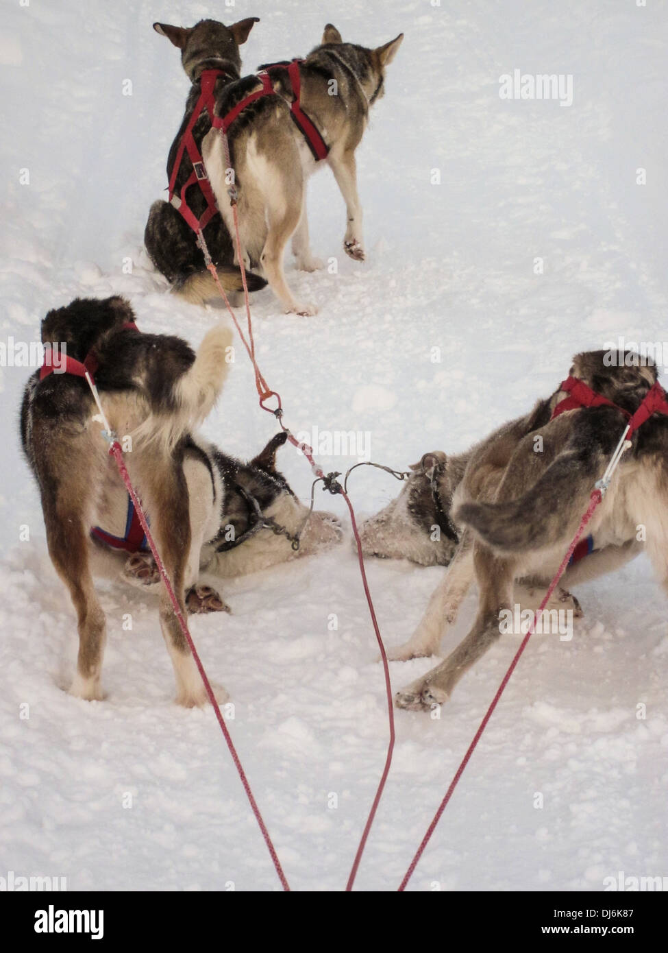 Four husky sled dogs in snow hi-res stock photography and images - Alamy