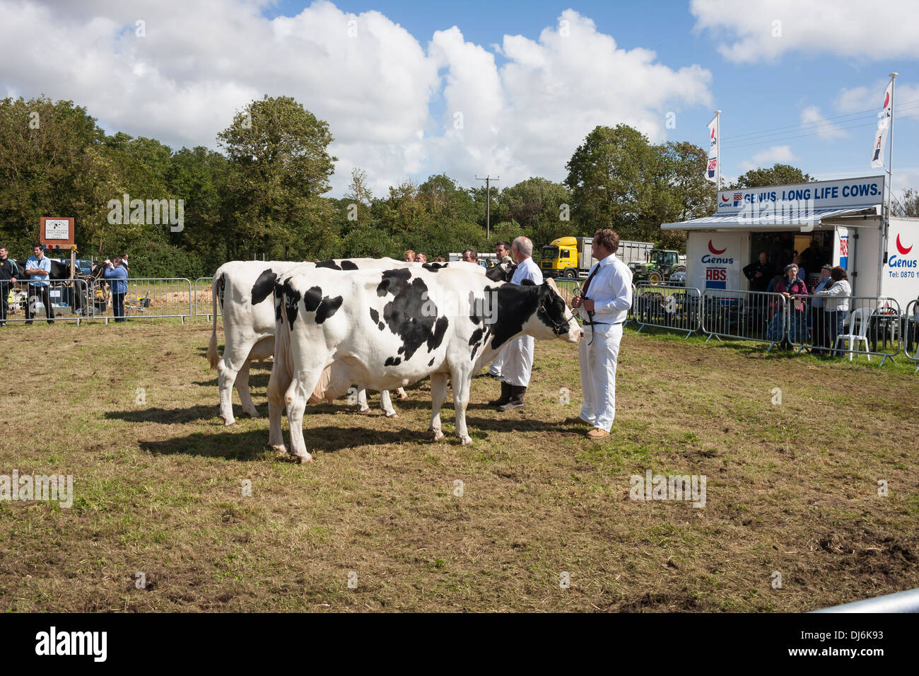 Judging cows at show Stock Photo - Alamy
