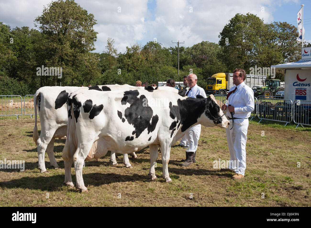 Judging cows at show Stock Photo - Alamy