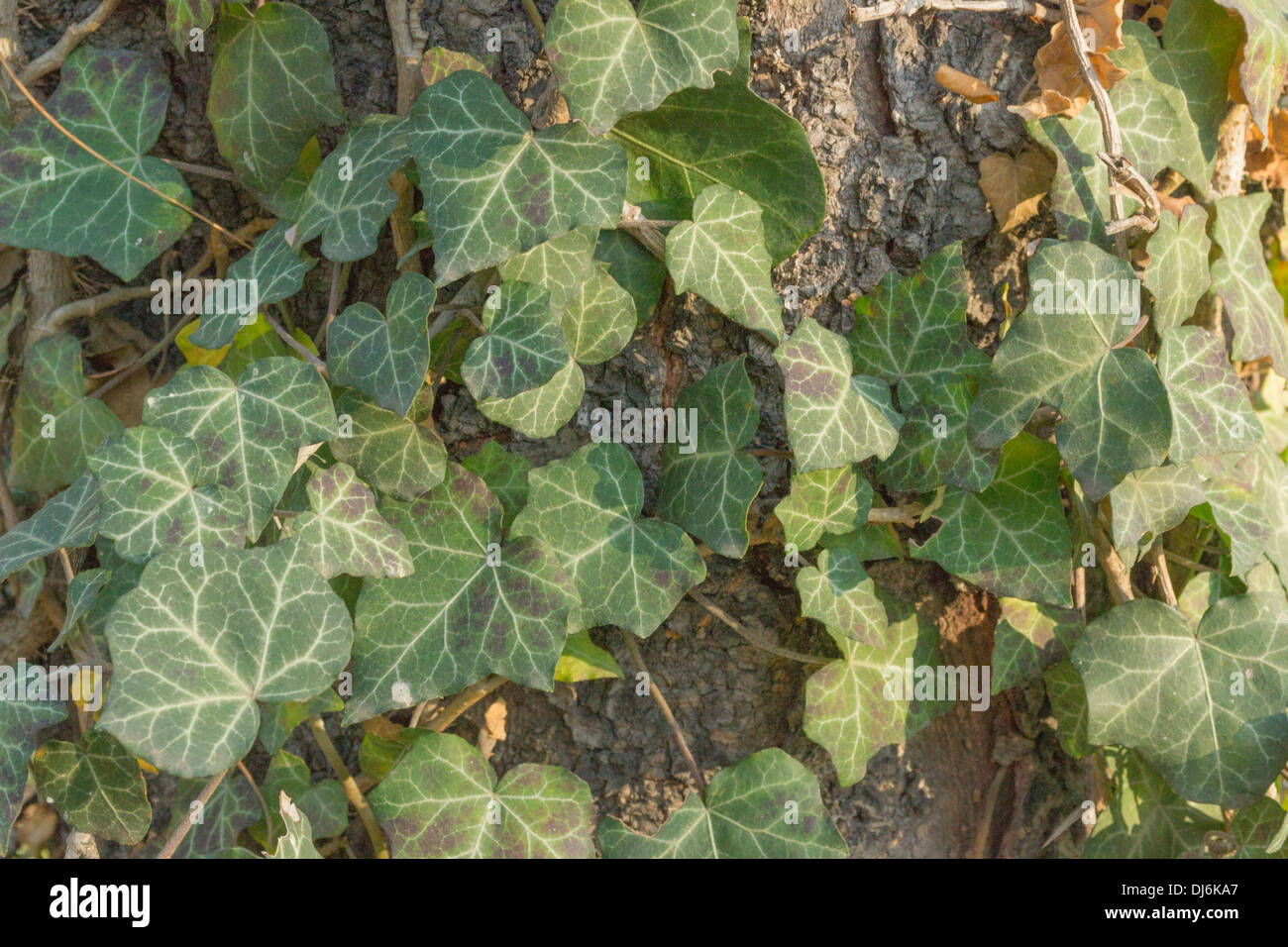 Hedera Helix (ivy) on a tree Stock Photo - Alamy