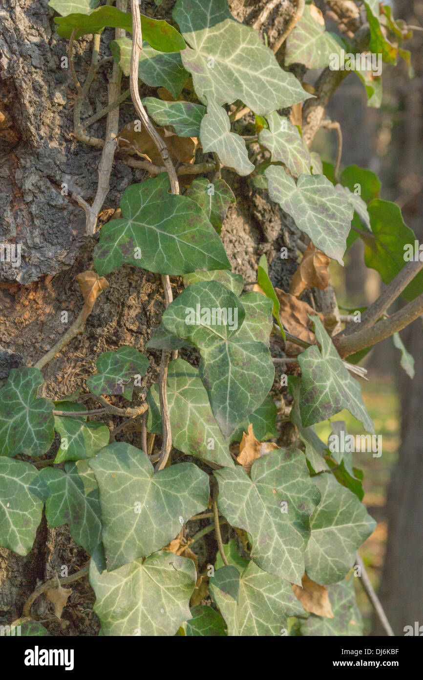 Hedera Helix (ivy) on a tree Stock Photo - Alamy