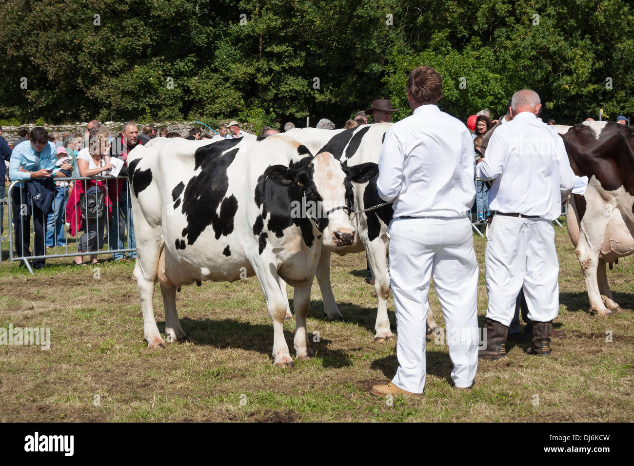 Judging cows at show Stock Photo - Alamy