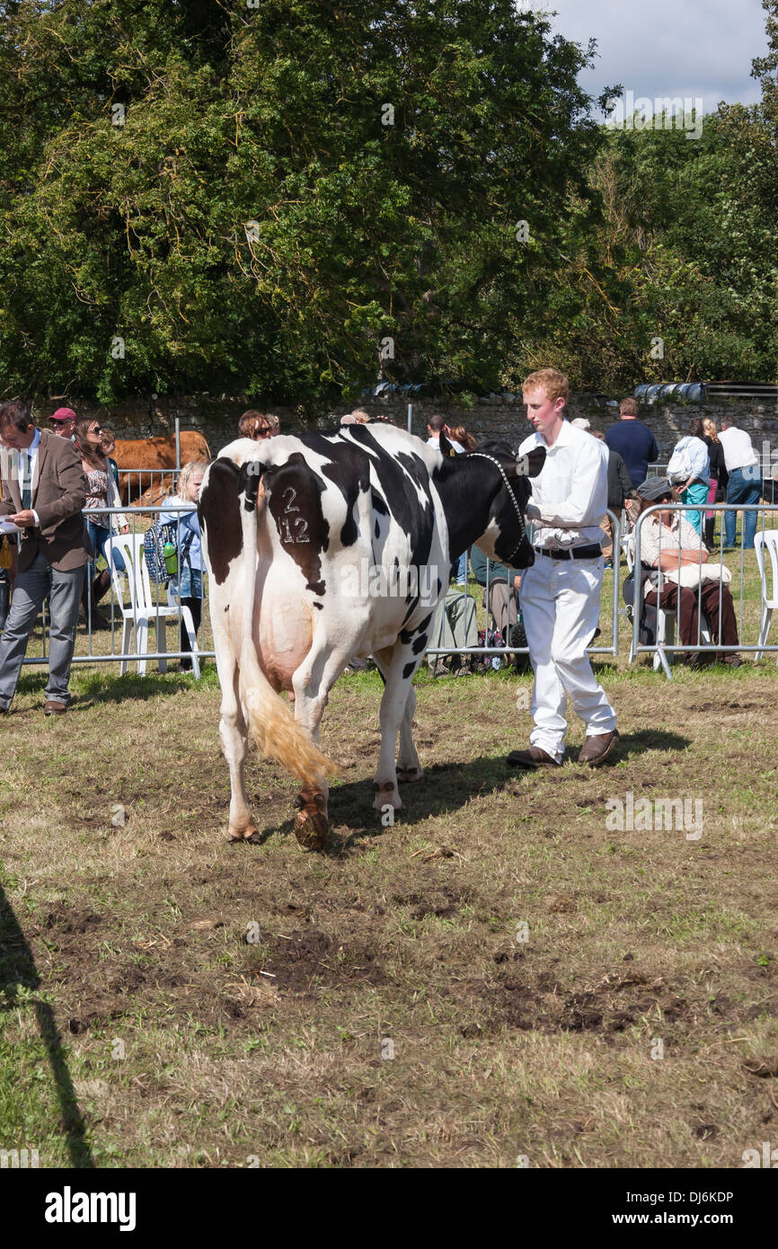 Judging cows at show Stock Photo - Alamy
