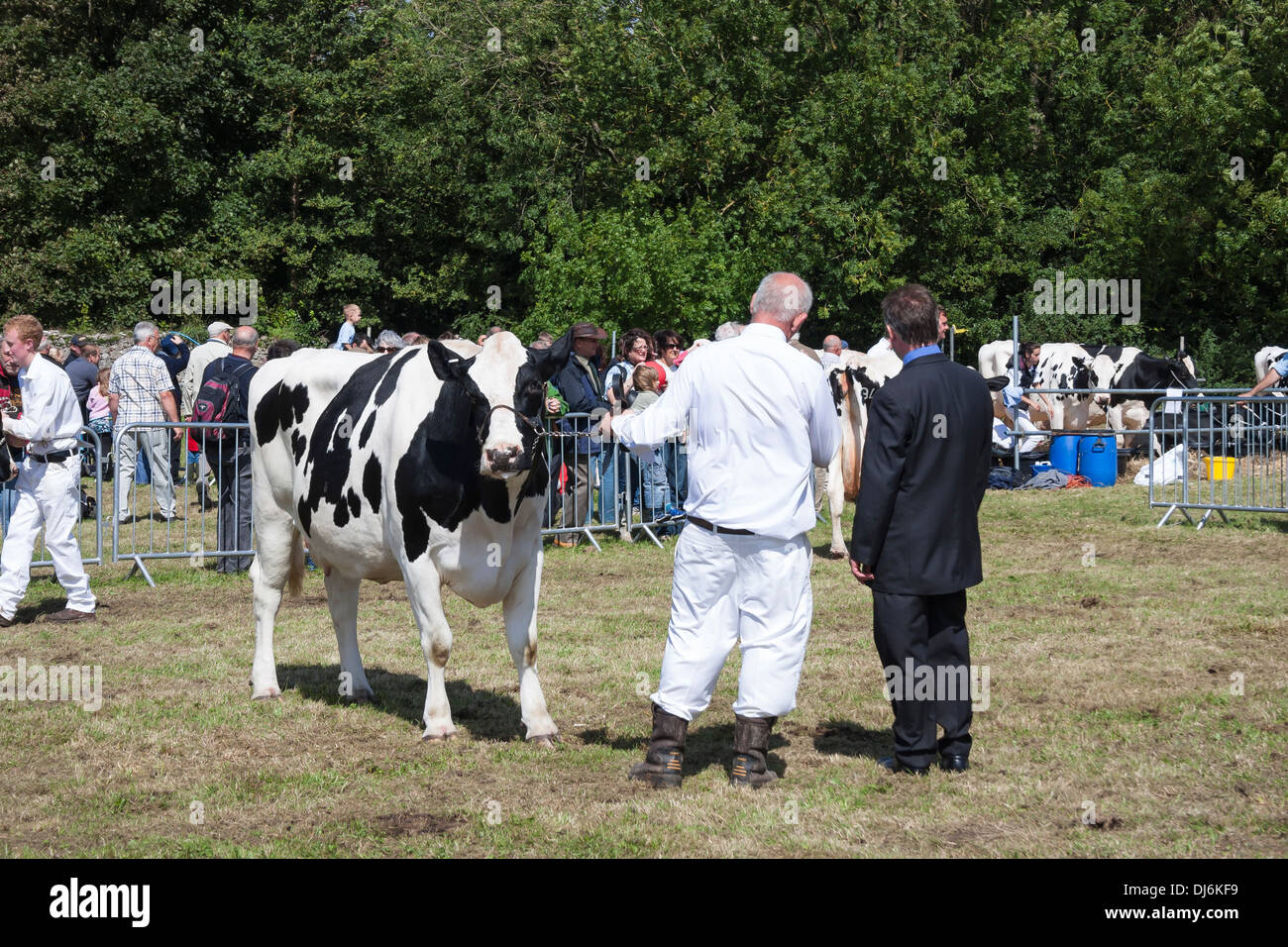 Judging cows at show Stock Photo - Alamy