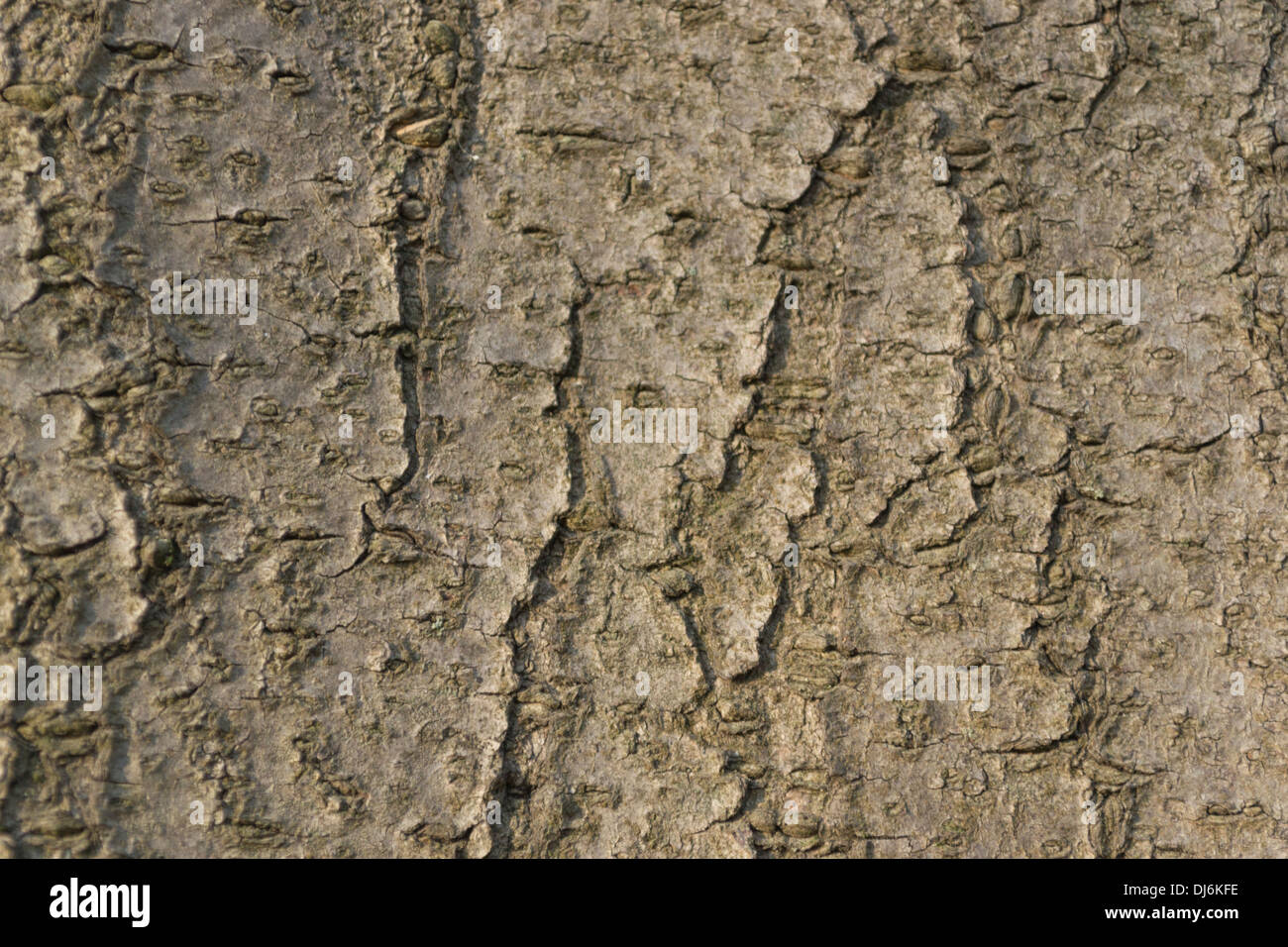 Close up photograph of roughly textured tree bark Stock Photo - Alamy