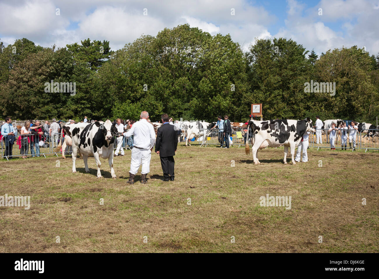 Judging cows at show Stock Photo - Alamy