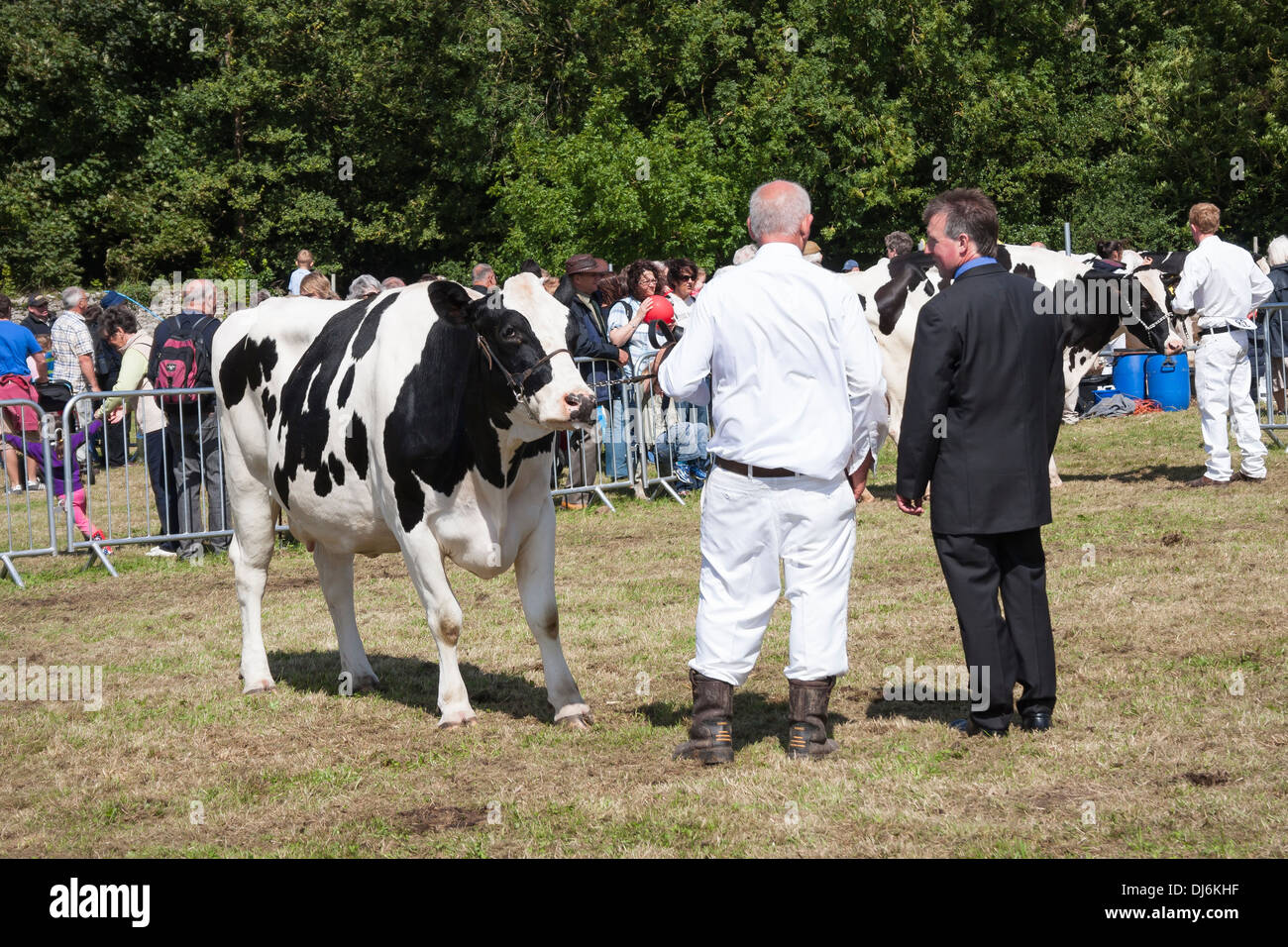 Cattle judging ring hi-res stock photography and images - Alamy