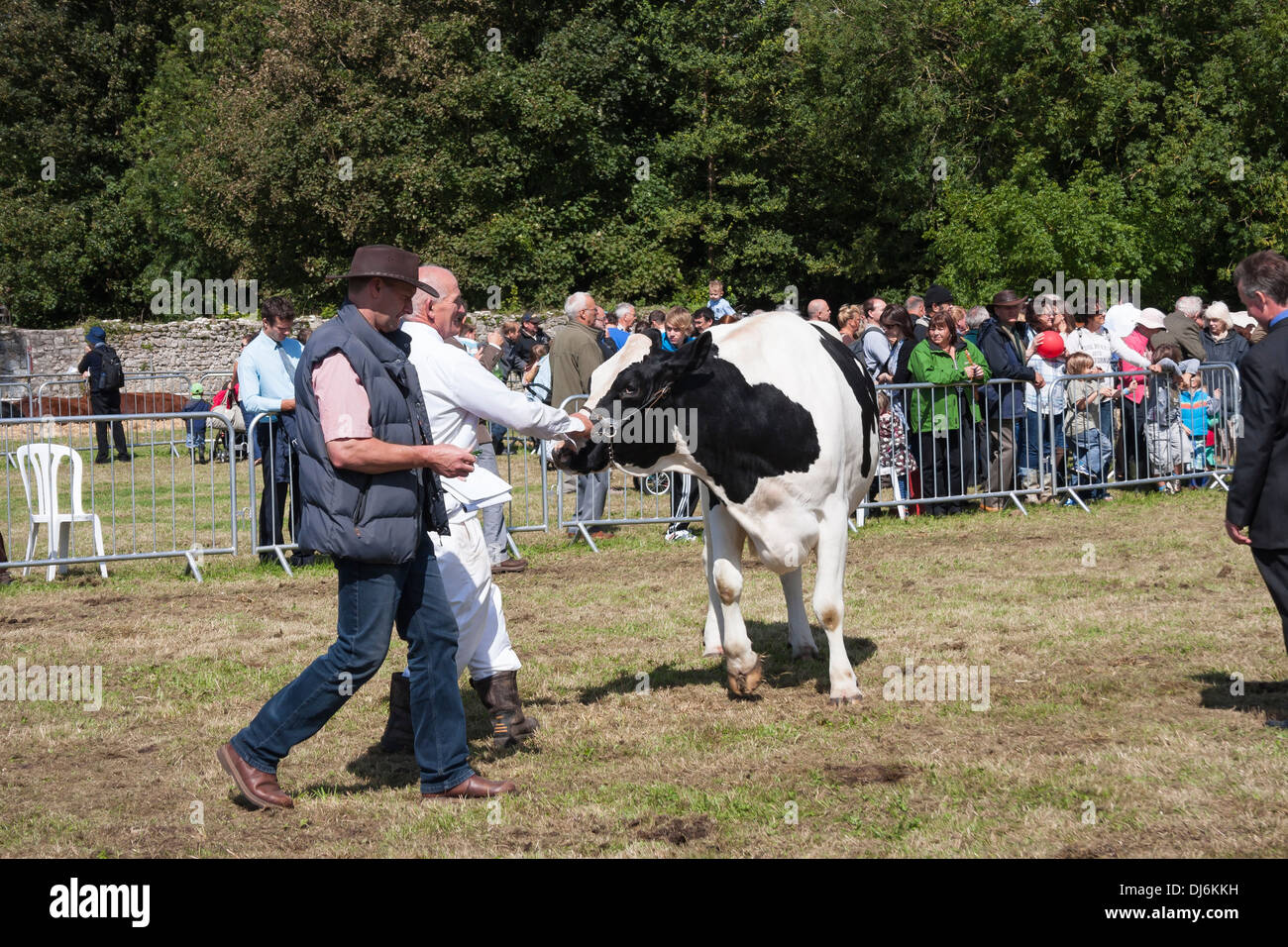Judging cows at show Stock Photo - Alamy
