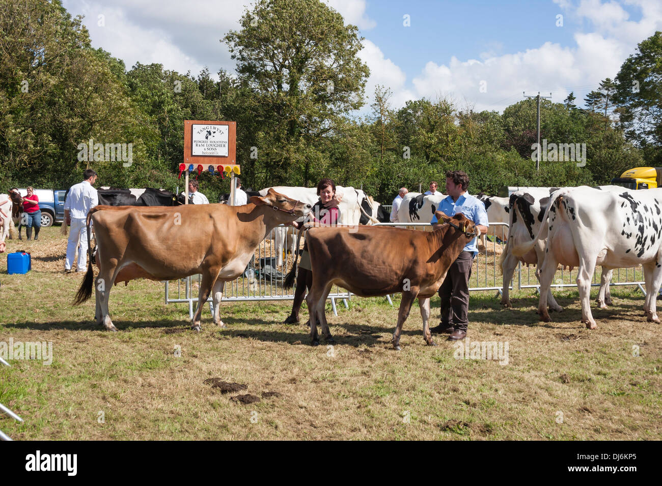 Judging cows at show Stock Photo - Alamy