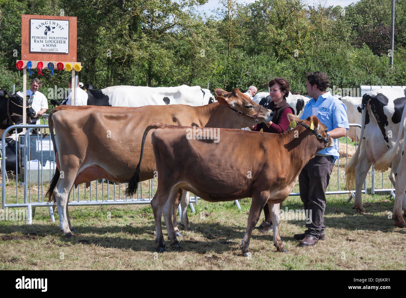 Judging cows at show Stock Photo - Alamy