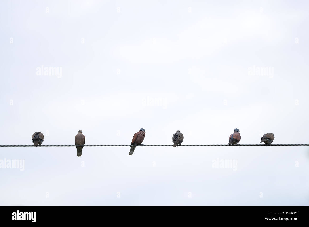 Birds sitting on power lines hi-res stock photography and images - Alamy
