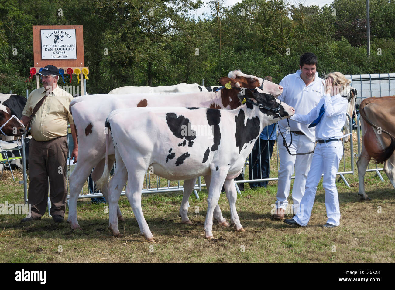 Judging cows at show Stock Photo - Alamy