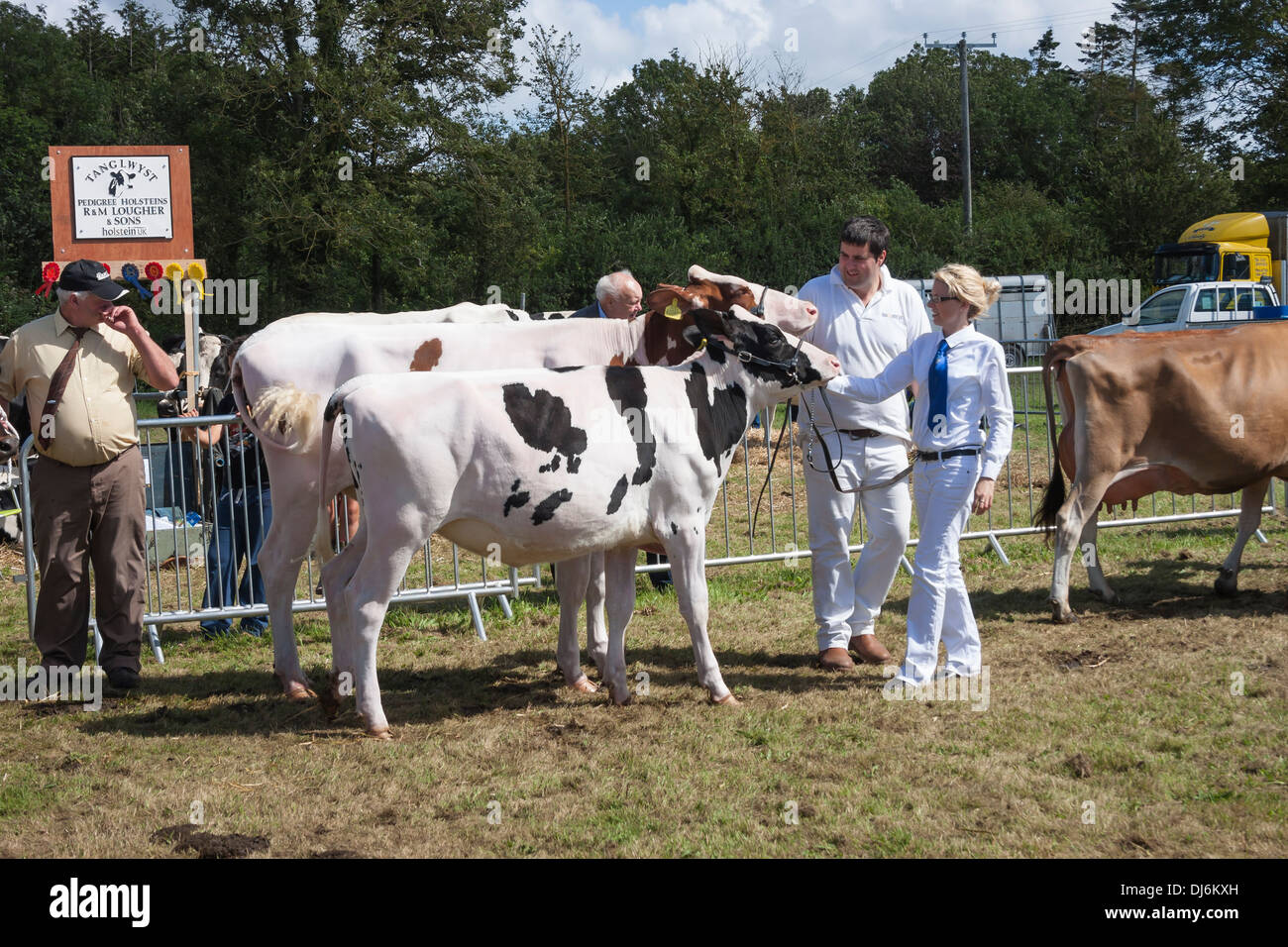 Judging cows at show Stock Photo - Alamy