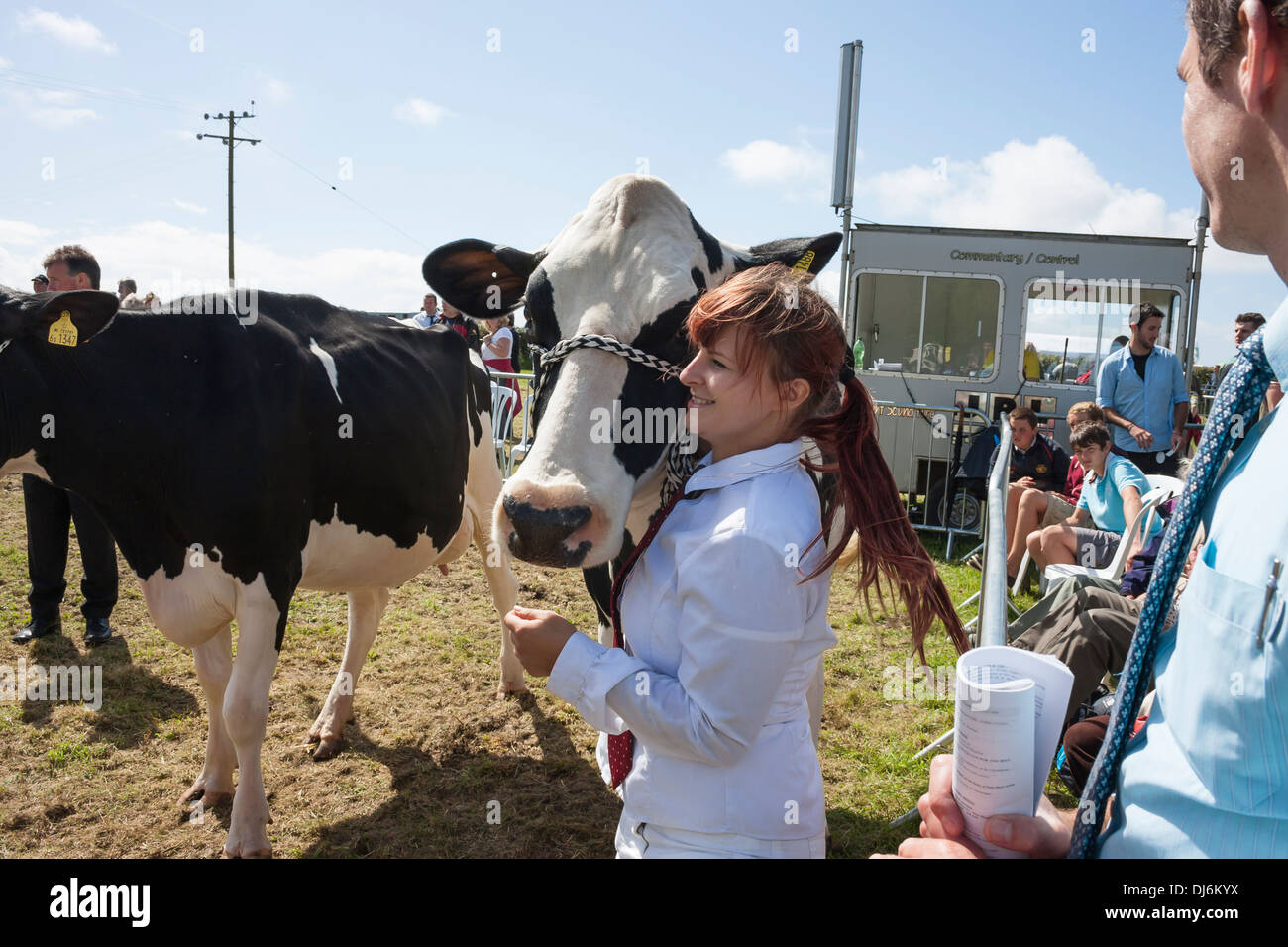 Judging cows at show Stock Photo - Alamy