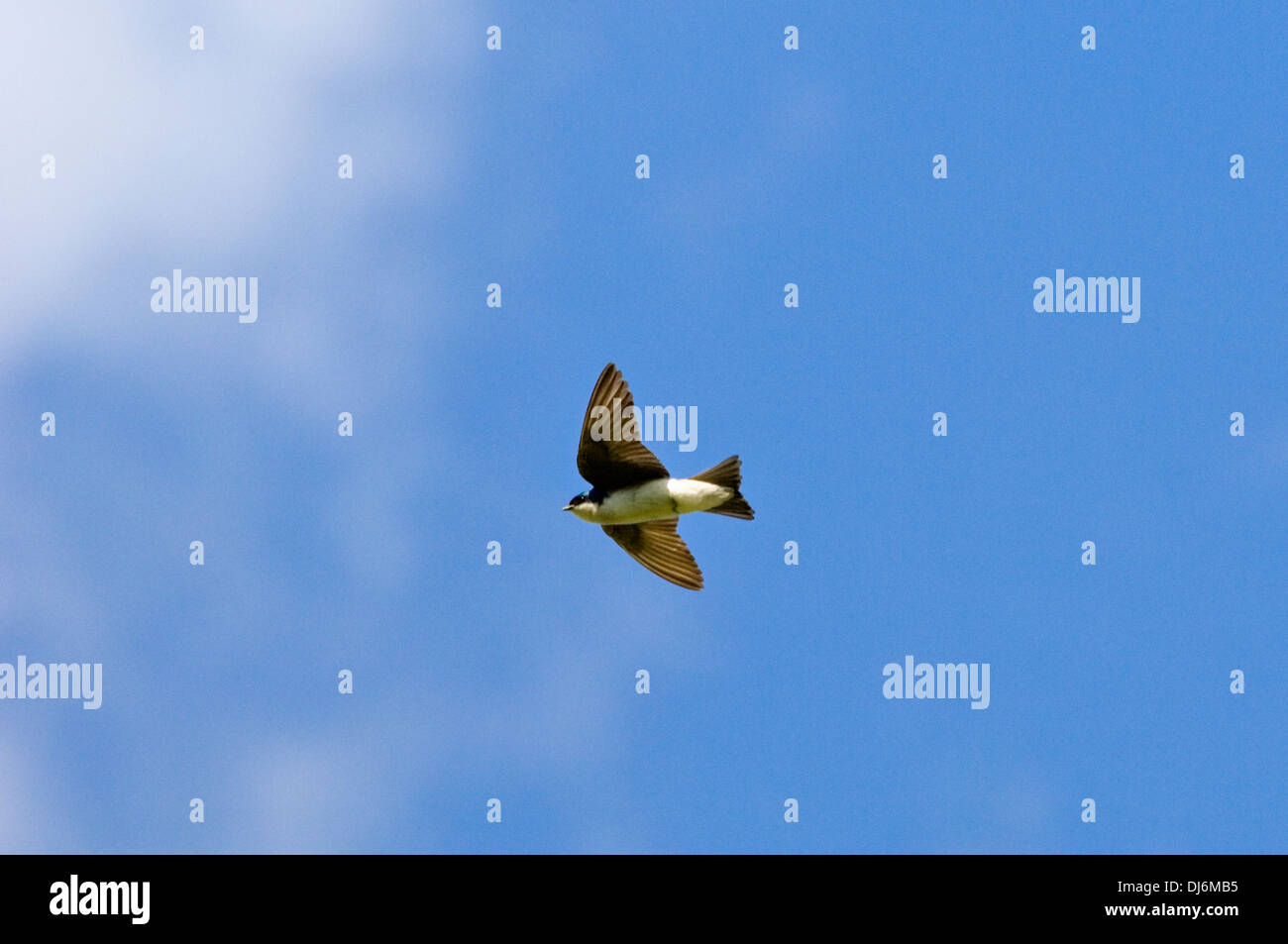 Tree Swallow in Flight in Southern Indiana Stock Photo - Alamy