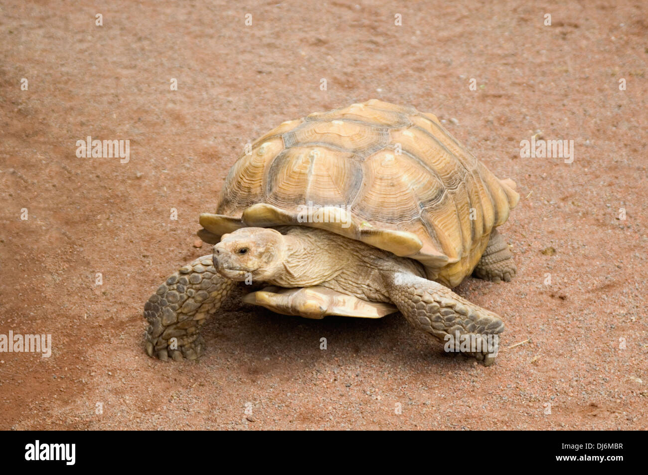 African Spurred Tortoise Stock Photo - Alamy