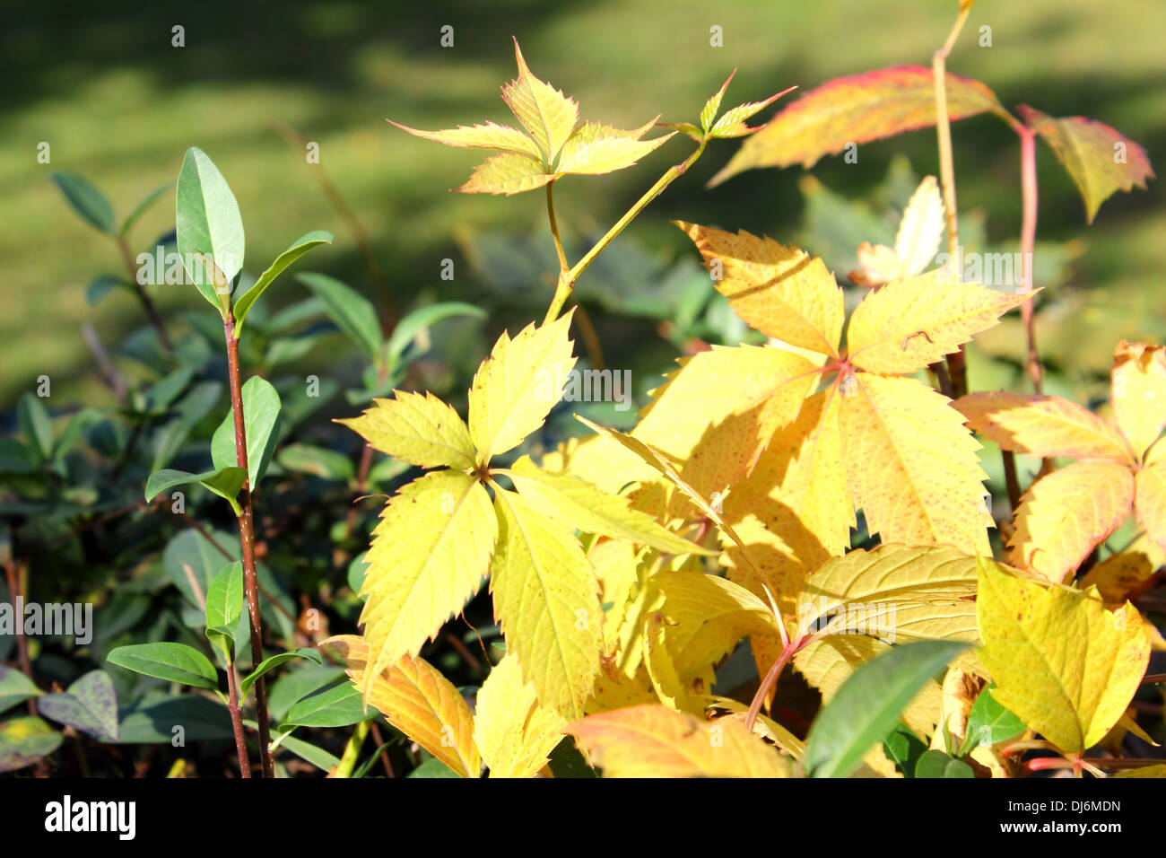 Зеленые и желтые ветки кустов на зеленом фоне. Green and yellow ...