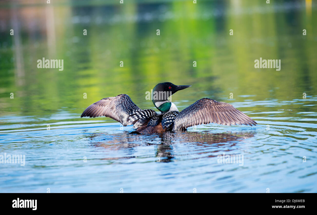 Loon spreading wings hi-res stock photography and images - Alamy