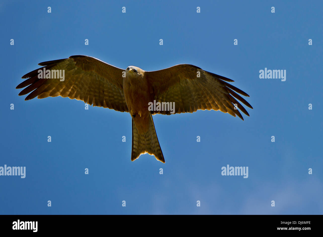 Yellow-billed Kite in flight Stock Photo - Alamy