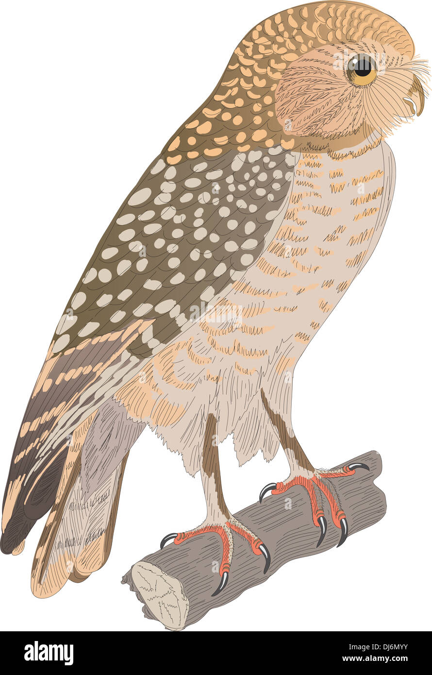 Owl side view Cut Out Stock Images & Pictures - Alamy