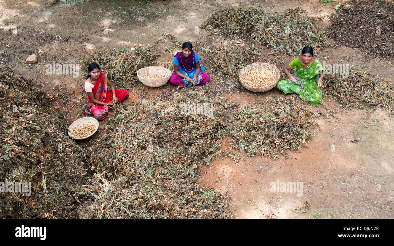 Indian woman and teenage girls harvesting peanuts. Andhra Pradesh ...