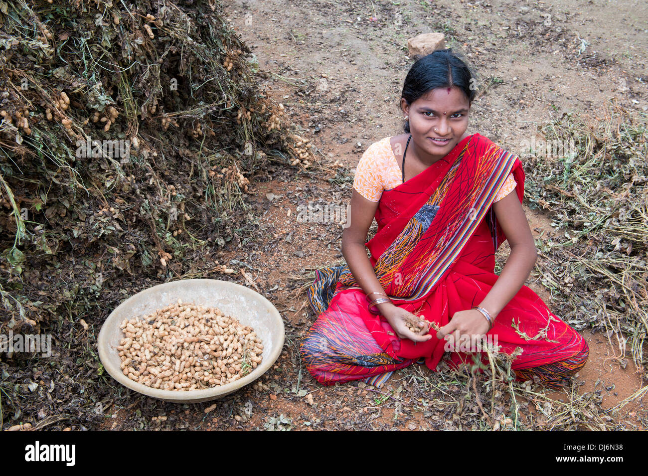 Indian teenage girl harvesting peanuts. Andhra Pradesh, India Stock ...