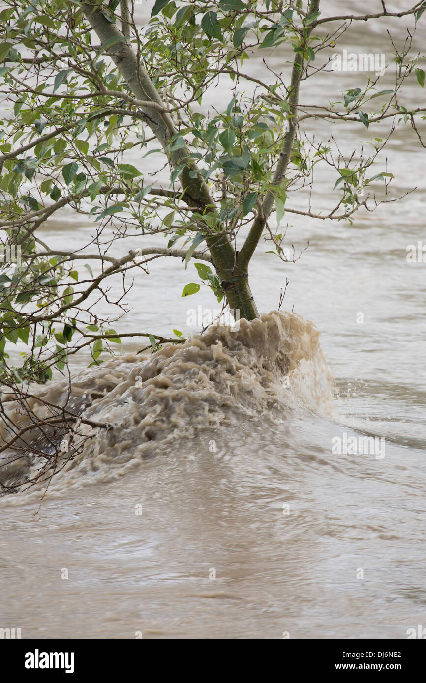 High Levels Of Water Flow Past A Tree During A Flood; Calgary, Alberta ...