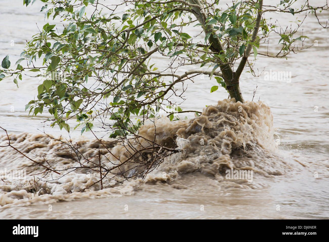 High Levels Of Water Flow Past A Tree During A Flood; Calgary, Alberta ...