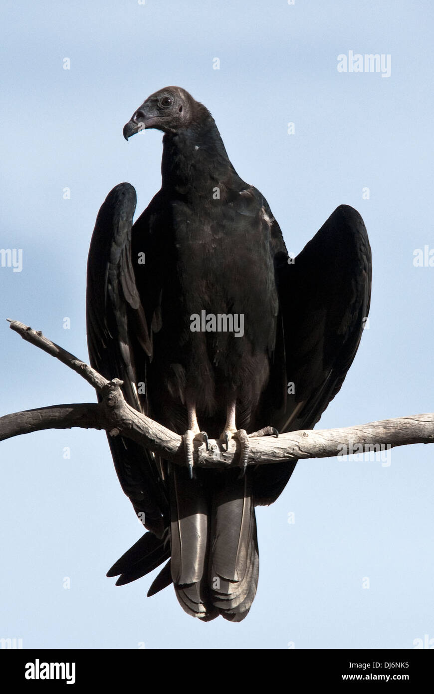 Turkey Vulture Cathartes aura Natural Bridges National Monument Utah ...