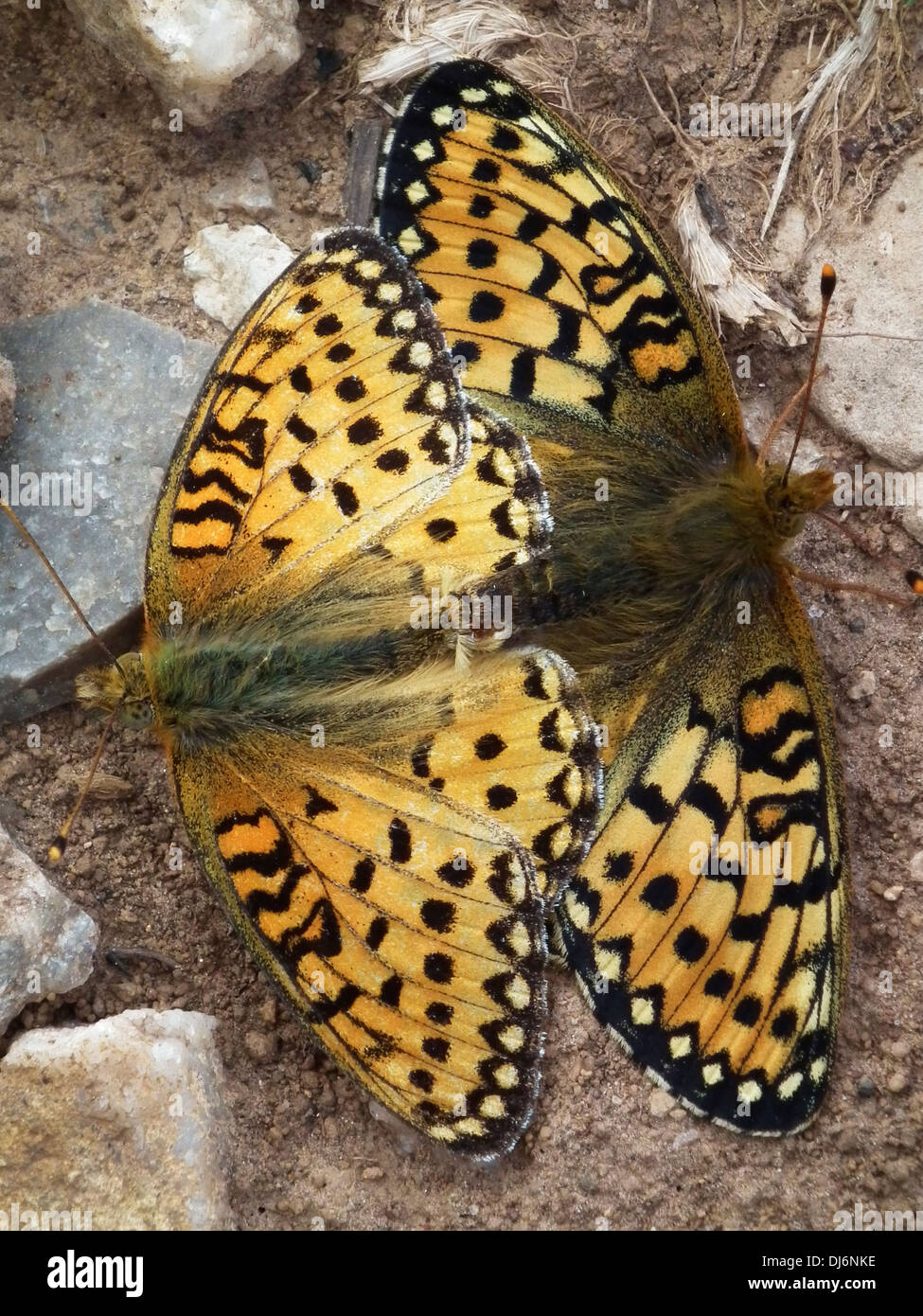 Callippe butterfly hi-res stock photography and images - Alamy