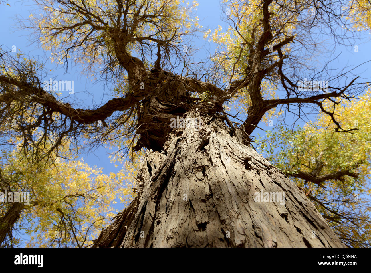 Golden trees in autumn Stock Photo - Alamy