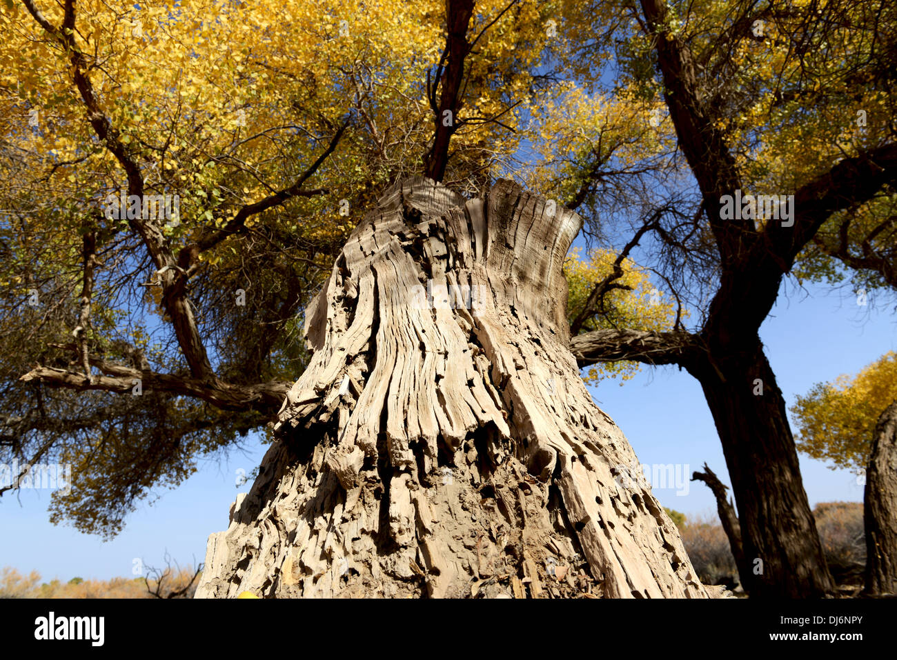 Golden trees in autumn Stock Photo - Alamy