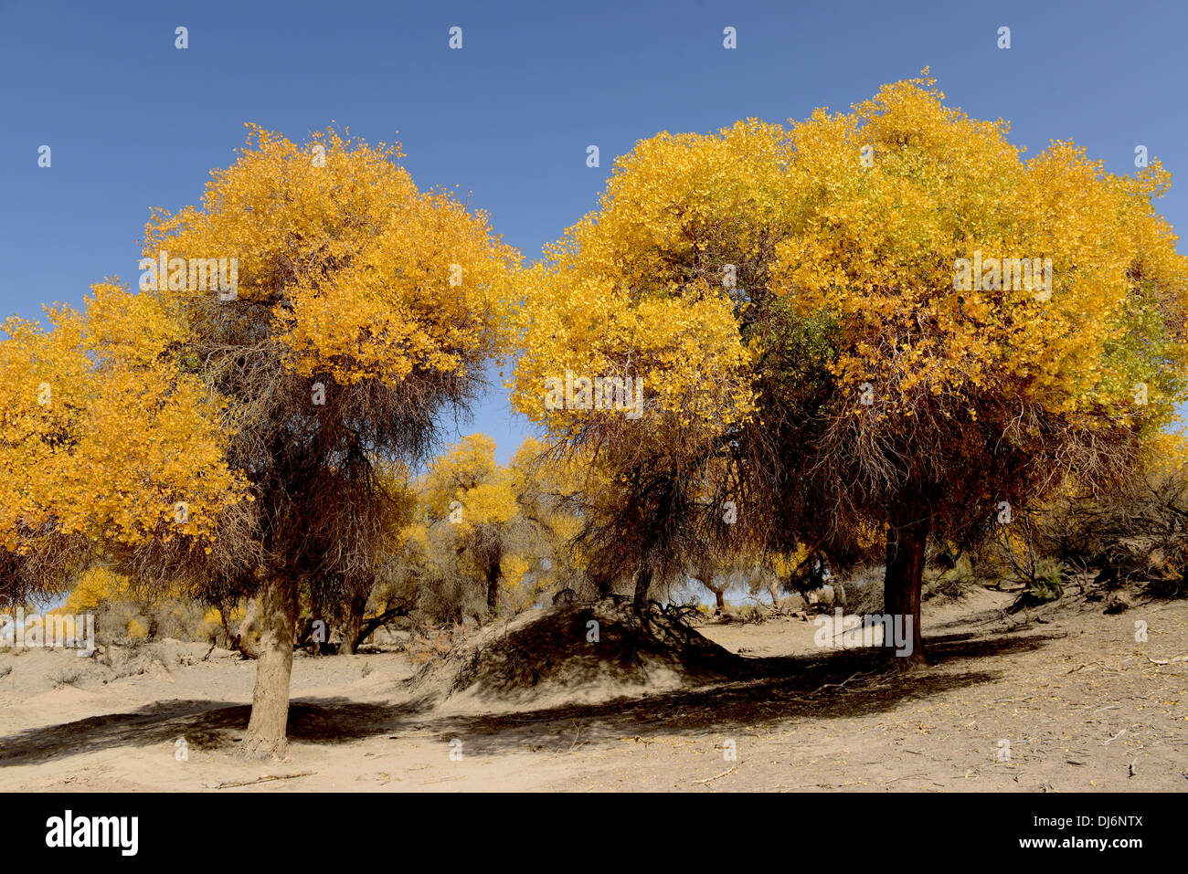 Golden trees in autumn Stock Photo - Alamy