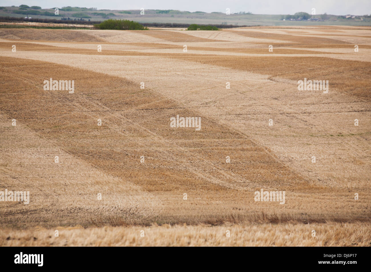 Close Up Of A Rolling Field With Cut Lines After Harvest And Blue Sky ...