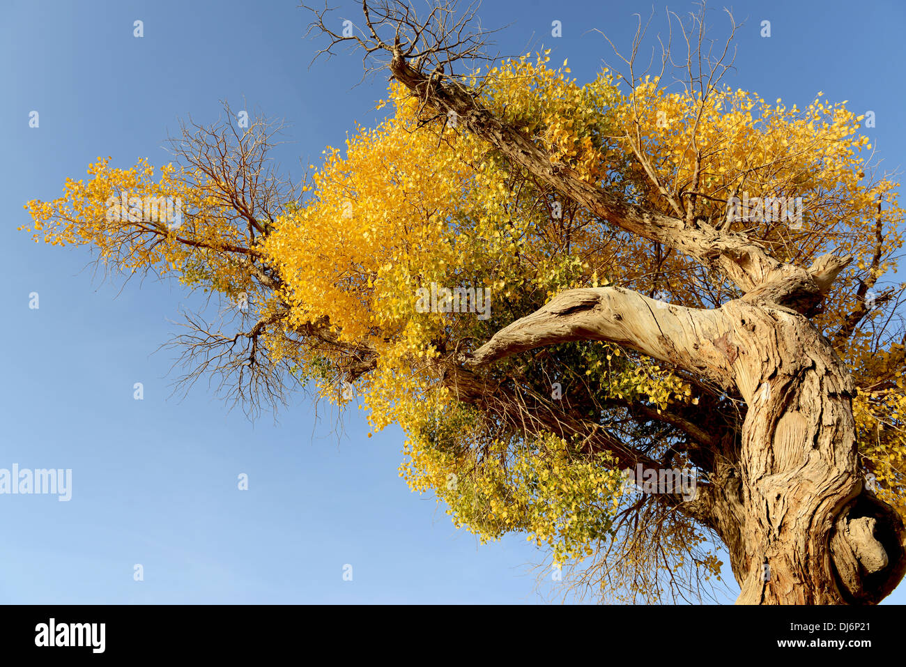 Golden trees in autumn Stock Photo - Alamy