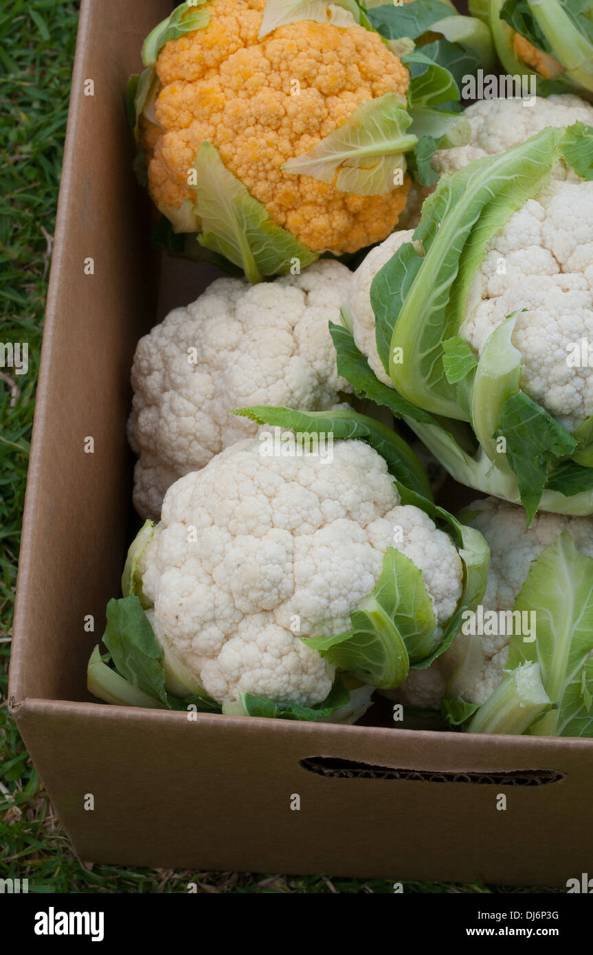 Cauliflower in a box fresh from the farmers market. Produce, orange and ...