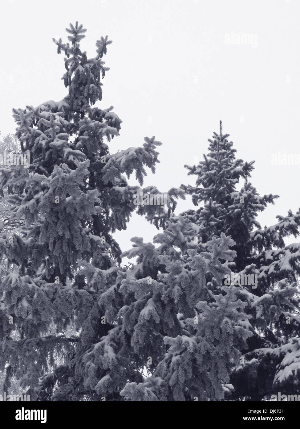 Blue spruce tree in hi-res stock photography and images - Alamy