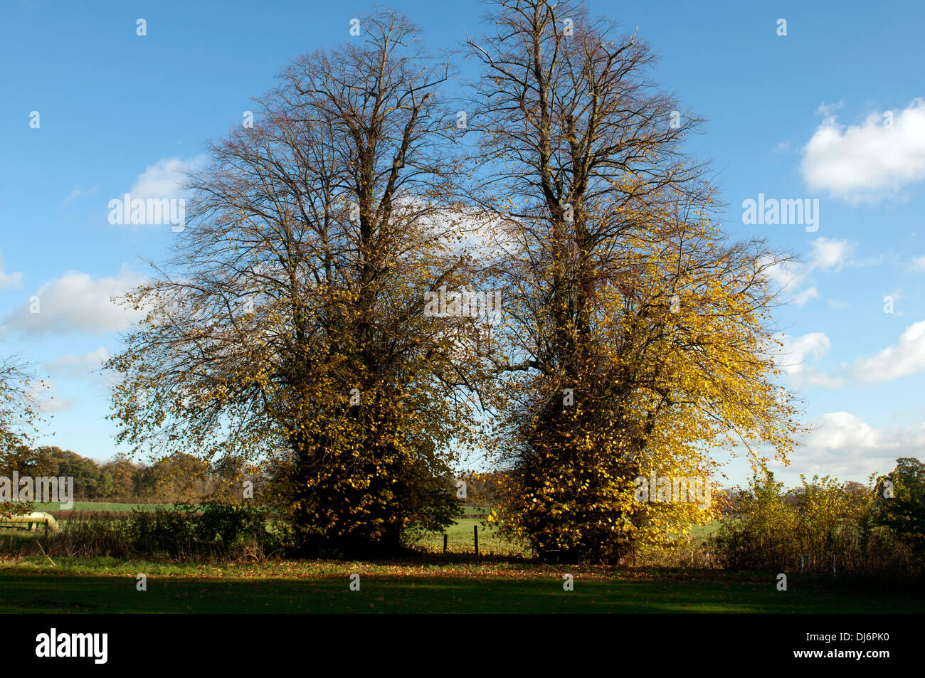 Tilia sp hi-res stock photography and images - Alamy
