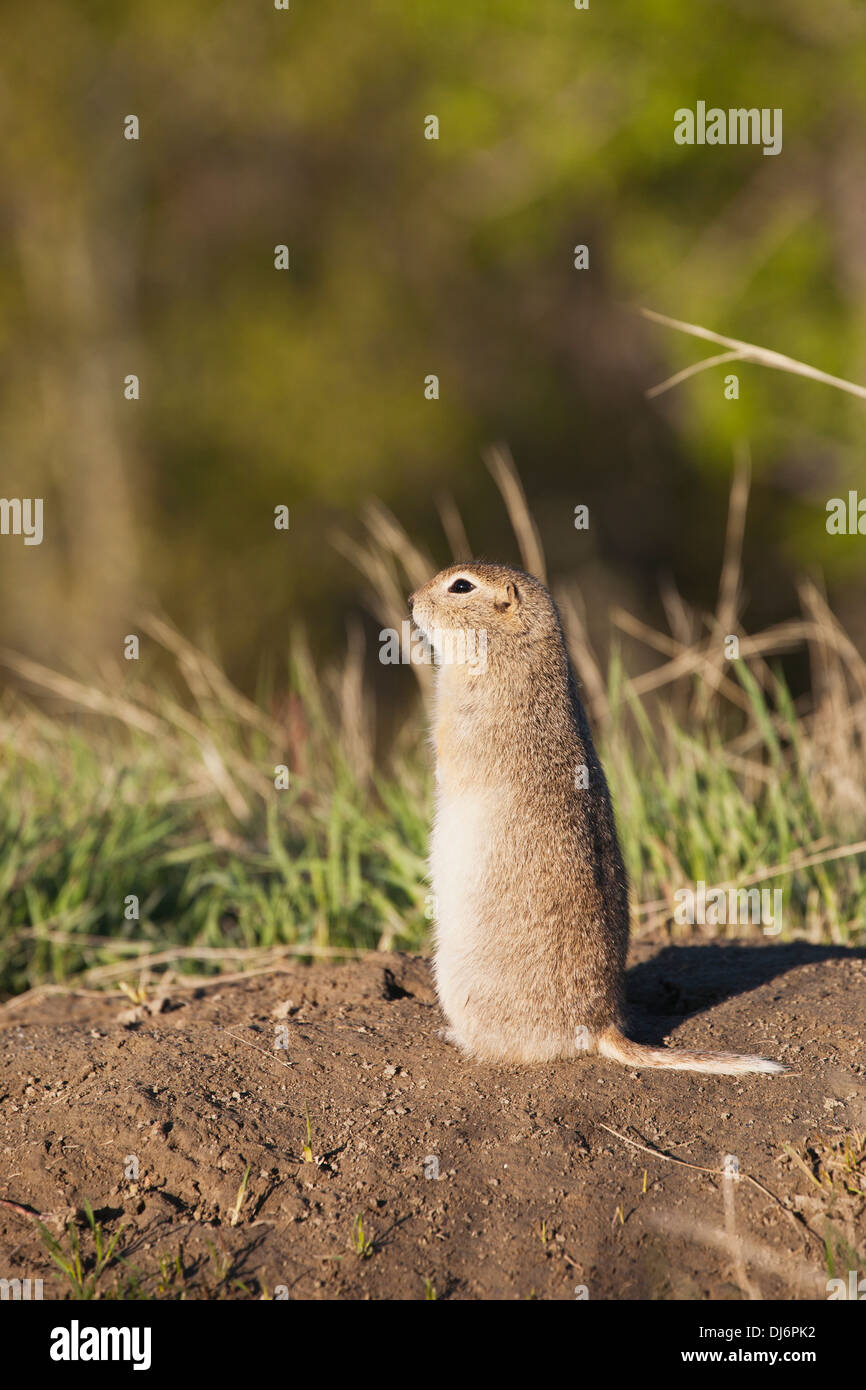 Gopher Standing Up Near It's Hole; Calgary, Alberta, Canada Stock Photo ...