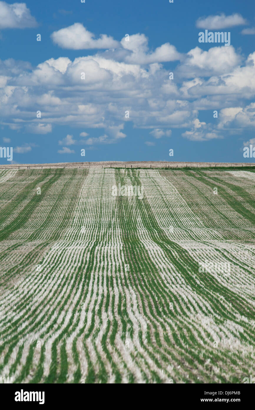 A Field Of Rows Of Cut Lines At Harvest And Seeding Lines With Clouds ...