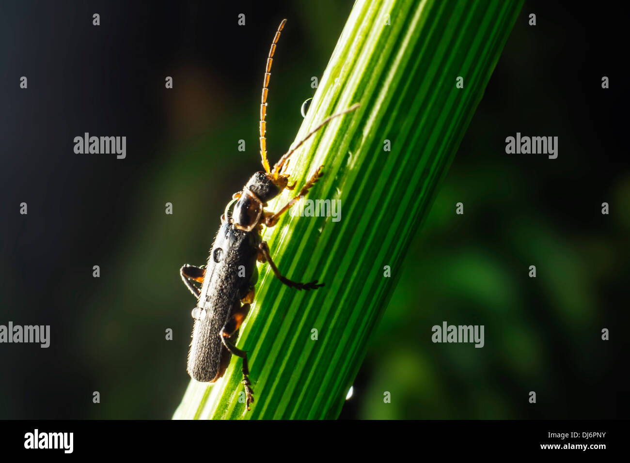 Reed beetle hi-res stock photography and images - Alamy