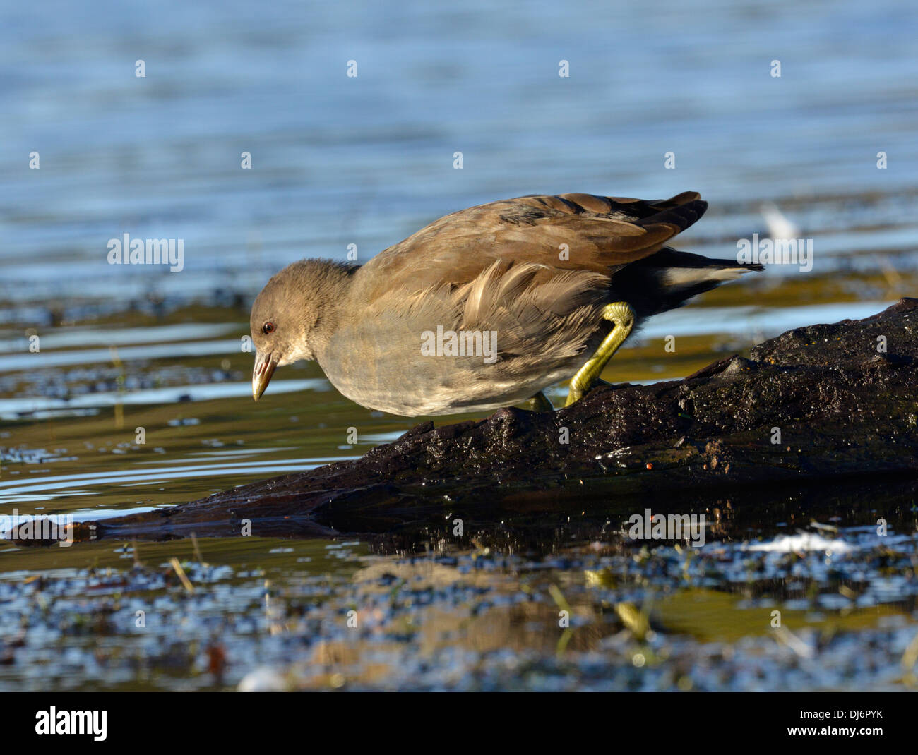 Juvenile common moorhen gallinula chloropus hi-res stock photography ...