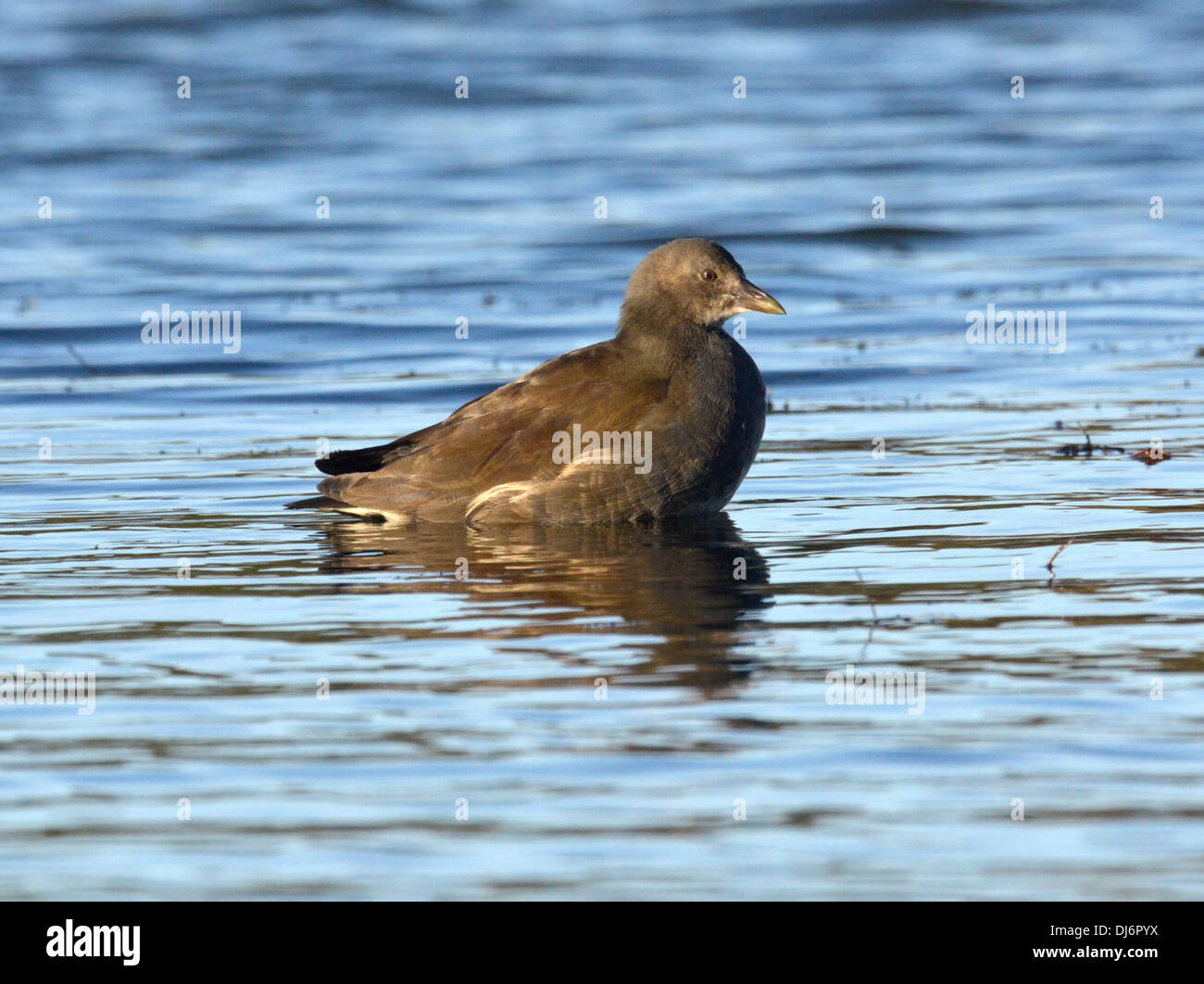 Moorhen Gallinula chloropus - Juvenile Stock Photo - Alamy