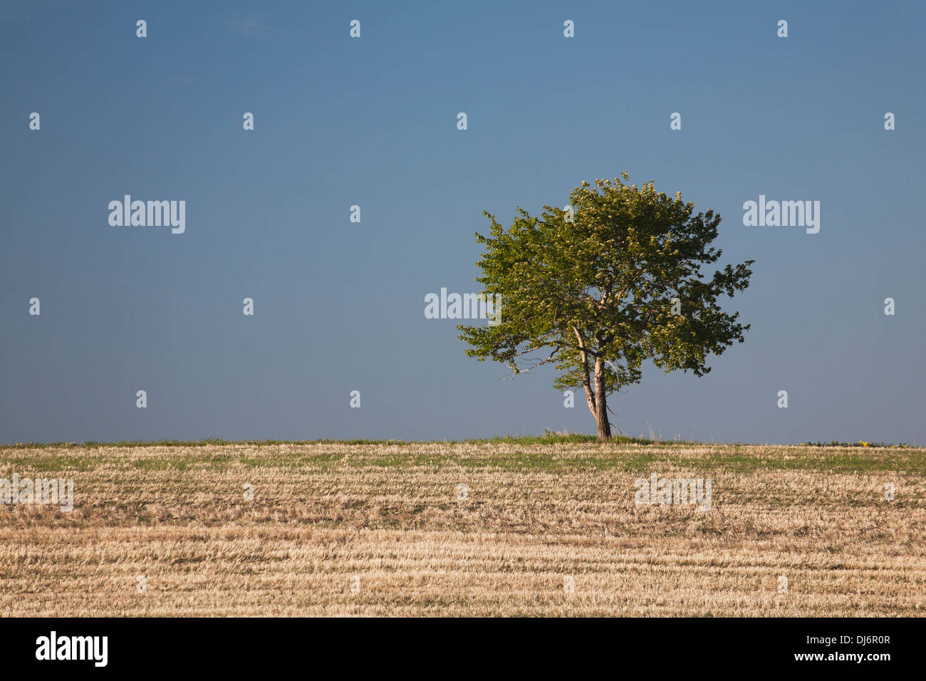 A Single Tree In A Brown Field With Blue Sky; Cochrane, Alberta, Canada ...