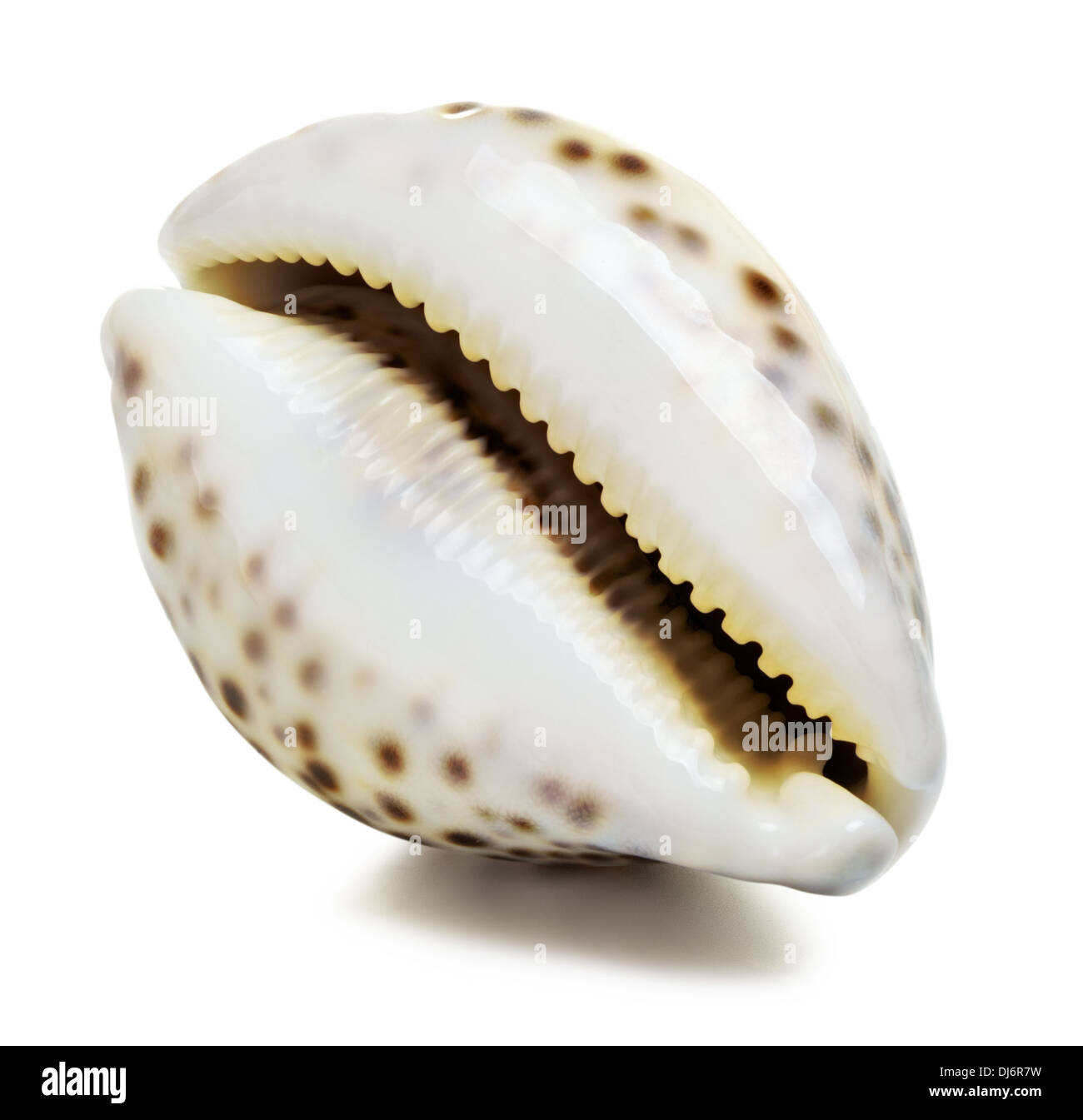 beautiful sea shell, isolated on white background Stock Photo - Alamy