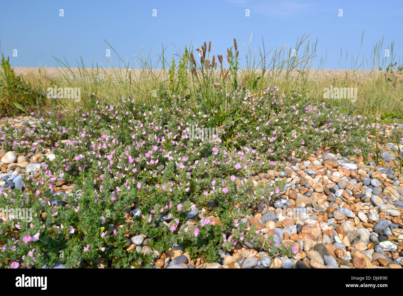 COMMON RESTHARROW Ononis repens (Fabaceae Stock Photo - Alamy