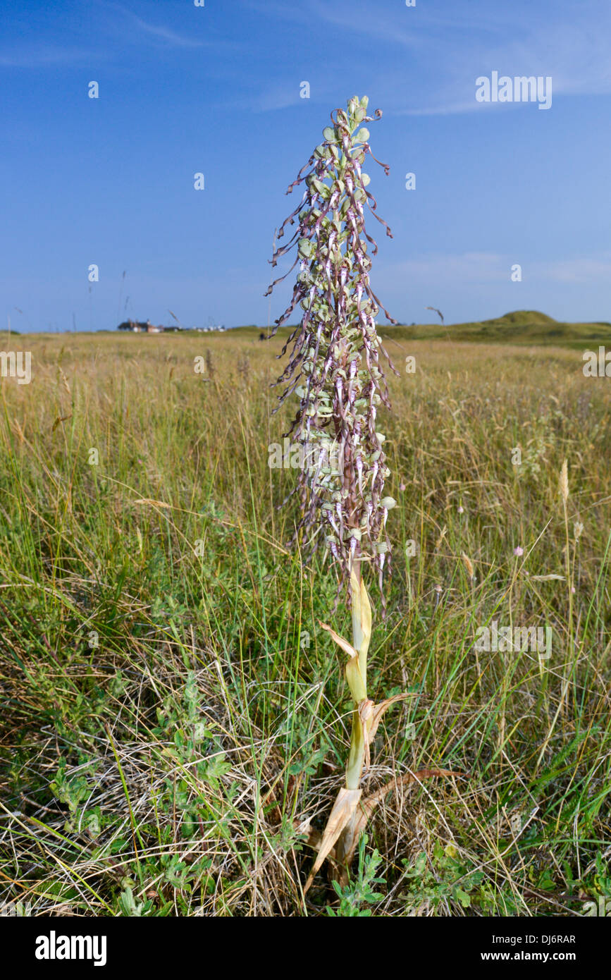 LIZARD ORCHID Himantoglossum hircinum (Orchidaceae Stock Photo - Alamy