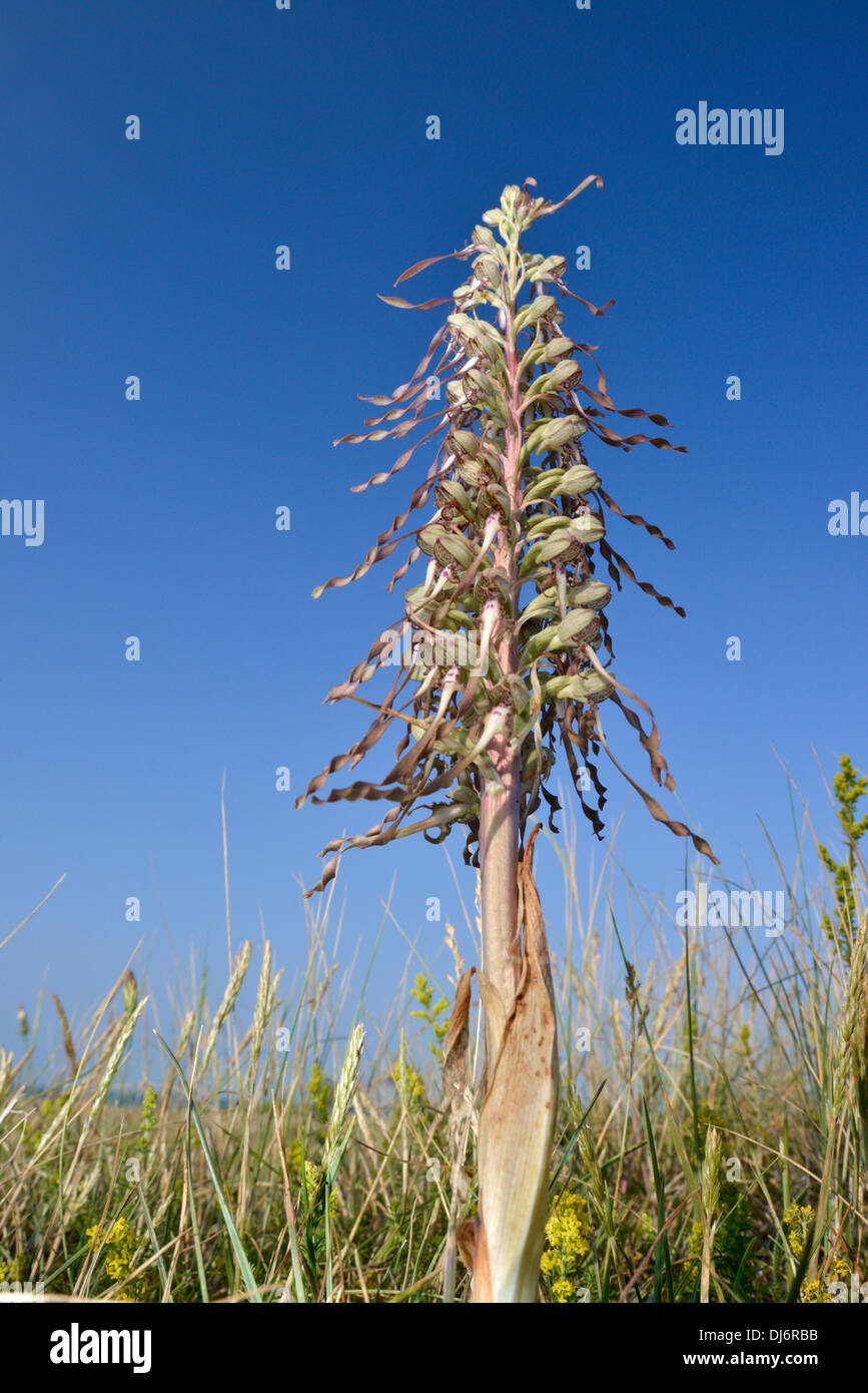 LIZARD ORCHID Himantoglossum hircinum (Orchidaceae Stock Photo - Alamy