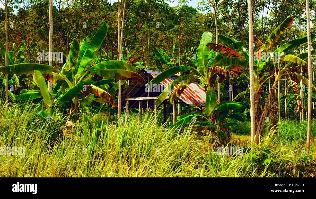 Asia jungle dry season hi-res stock photography and images - Alamy